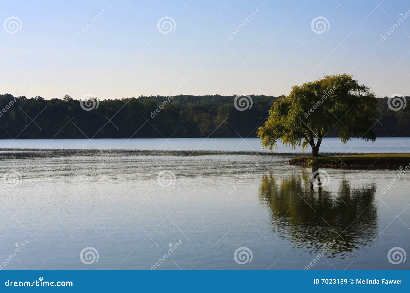 Lone Tree on the River stock image. Image of nature, outdoors - 7023139