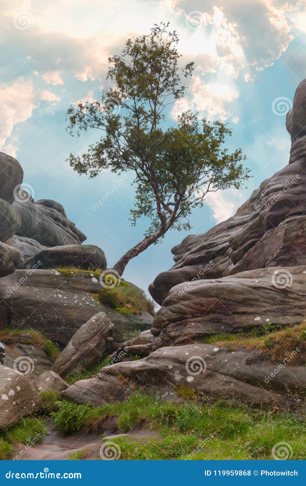 Lone tree at Brimham Rocks stock photo. Image of nature - 119959868