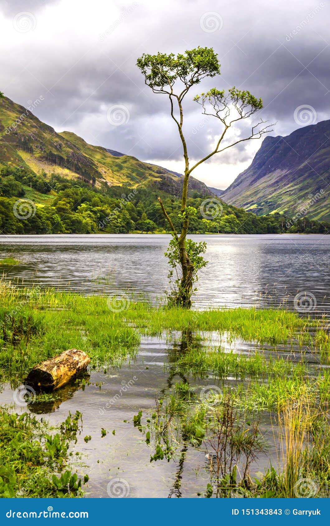 Lone Tree on the Shore of Buttermere in the English Lake District Stock ...
