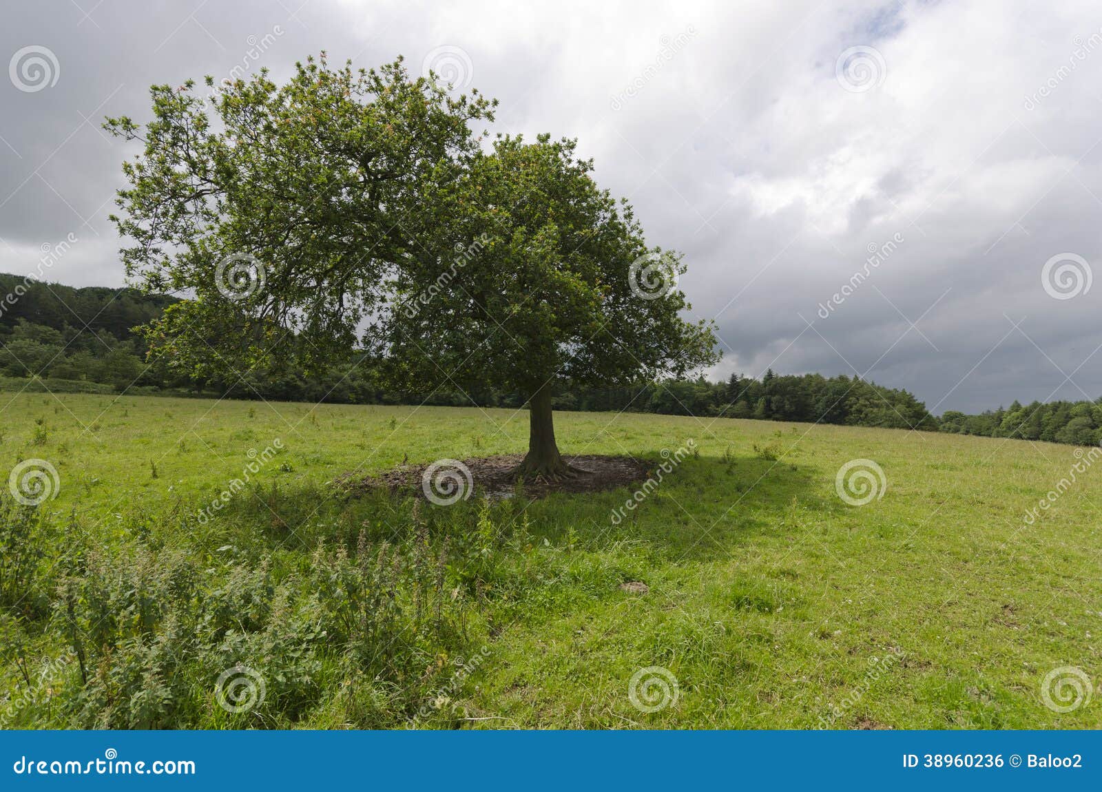 A lone tree stock photo. Image of field, single, singular - 38960236