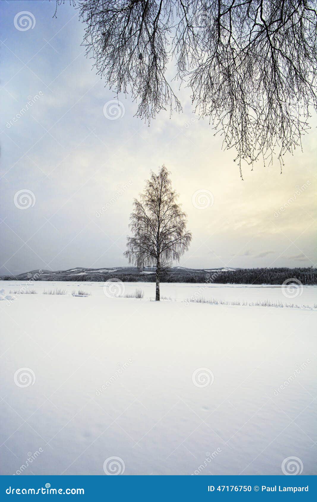 Lone Tree in a Snow Covered Landscape Stock Photo - Image of christmas ...