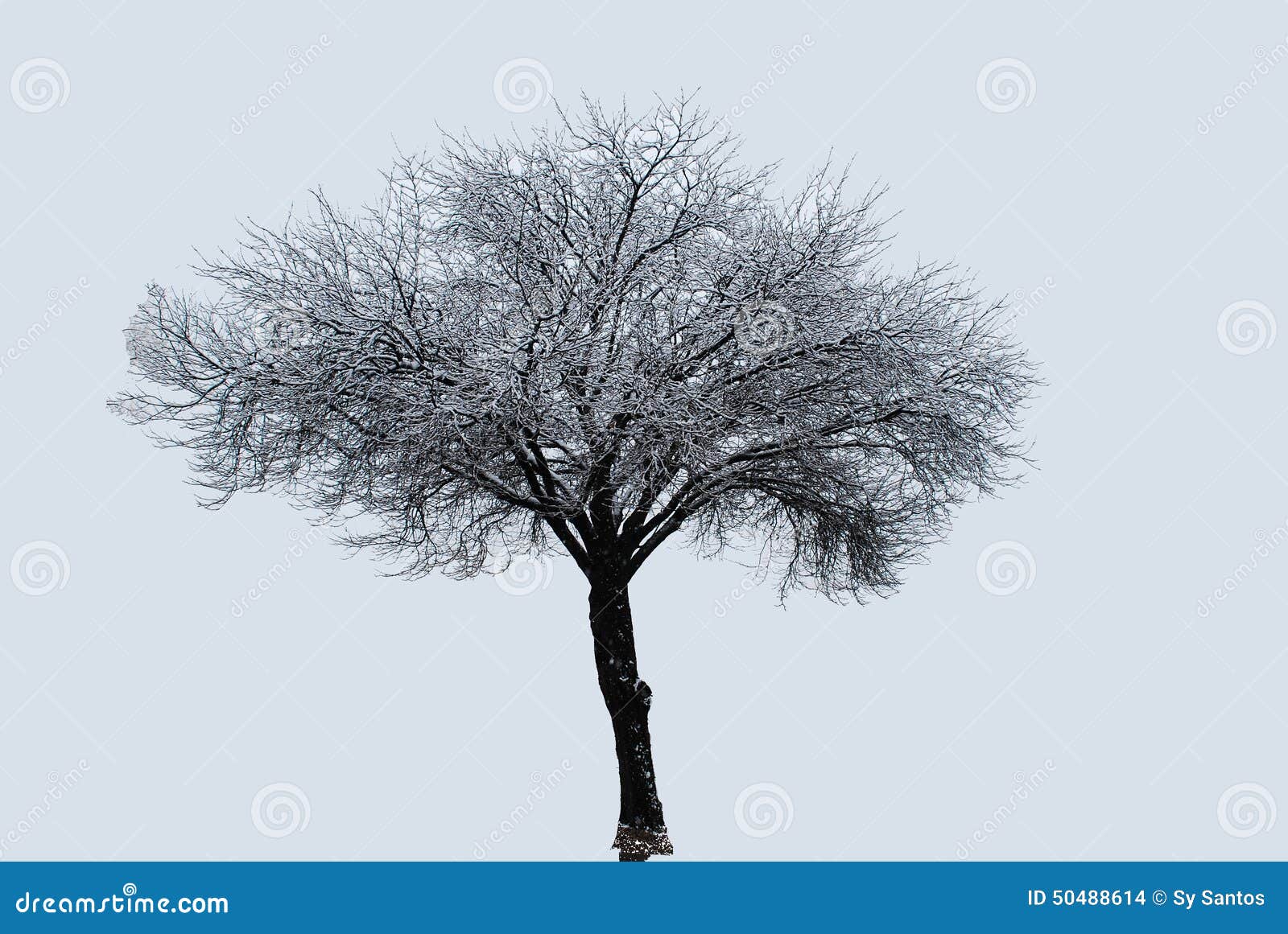 Lone Tree in a Snow Storm stock photo. Image of winter - 50488614