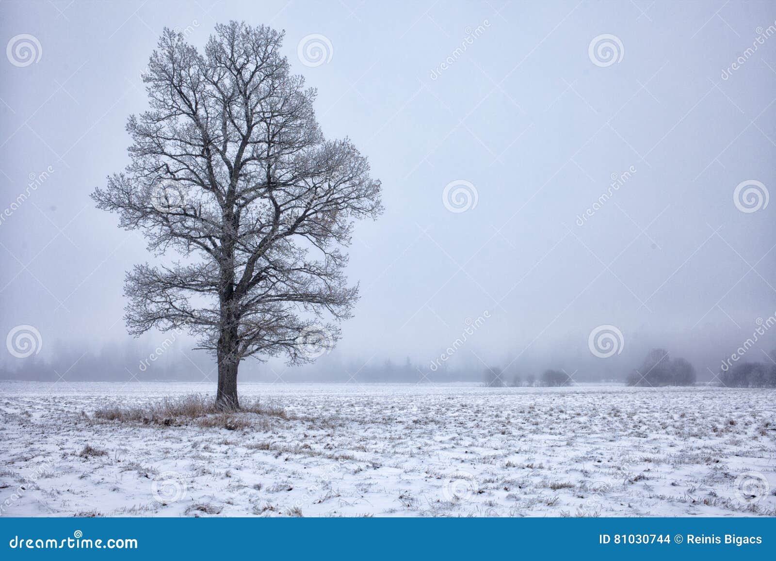 Lone tree in snowy field stock photo. Image of field - 81030744