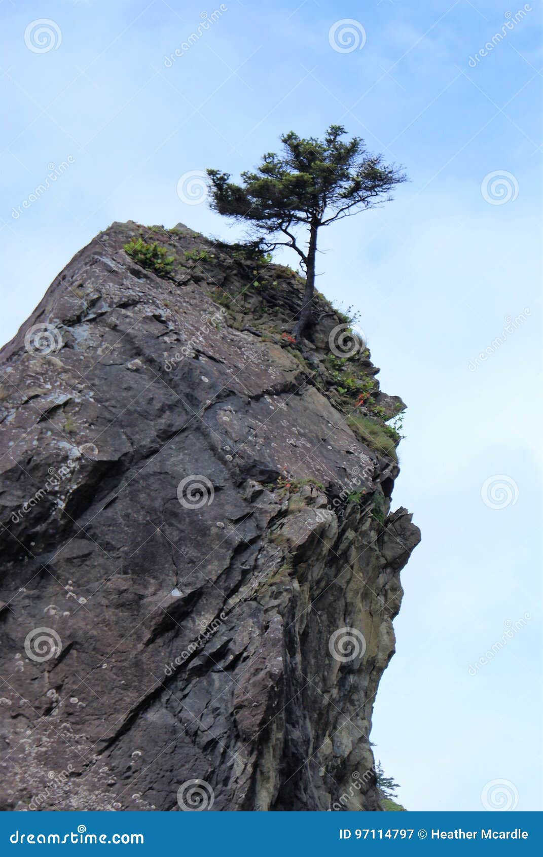 Lone Tree Perched on Spire of Rock Stock Image - Image of tenacious ...