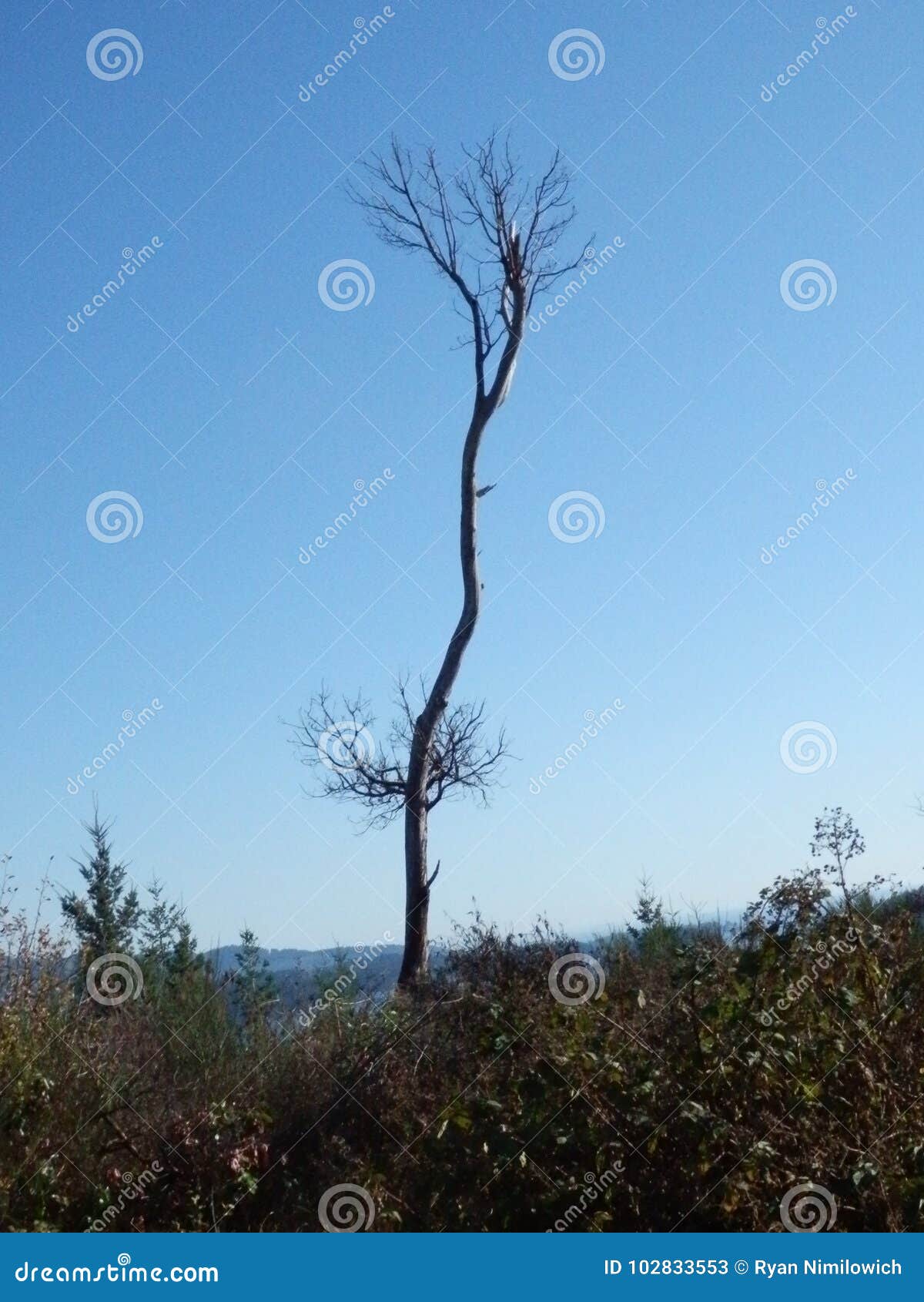 Giant Lone Cedar Tree Stock Photo | CartoonDealer.com #6232476