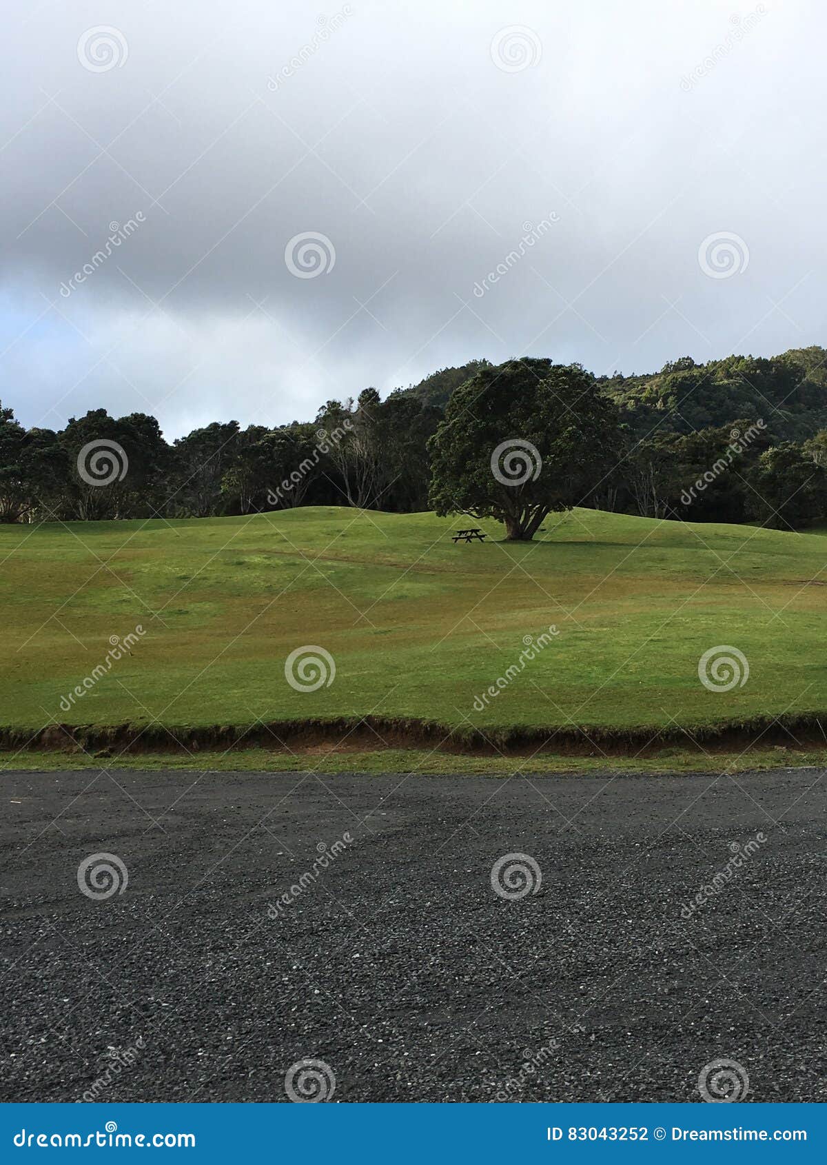 A Lone tree stock photo. Image of green, trees, lone - 83043252