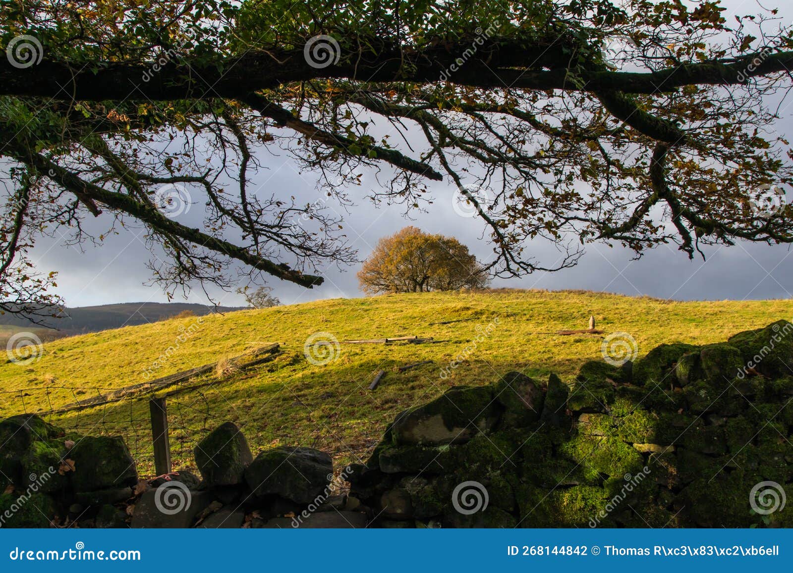 A Lone Tree Standing on a Hill in the Scottish Highlands Stock Photo ...