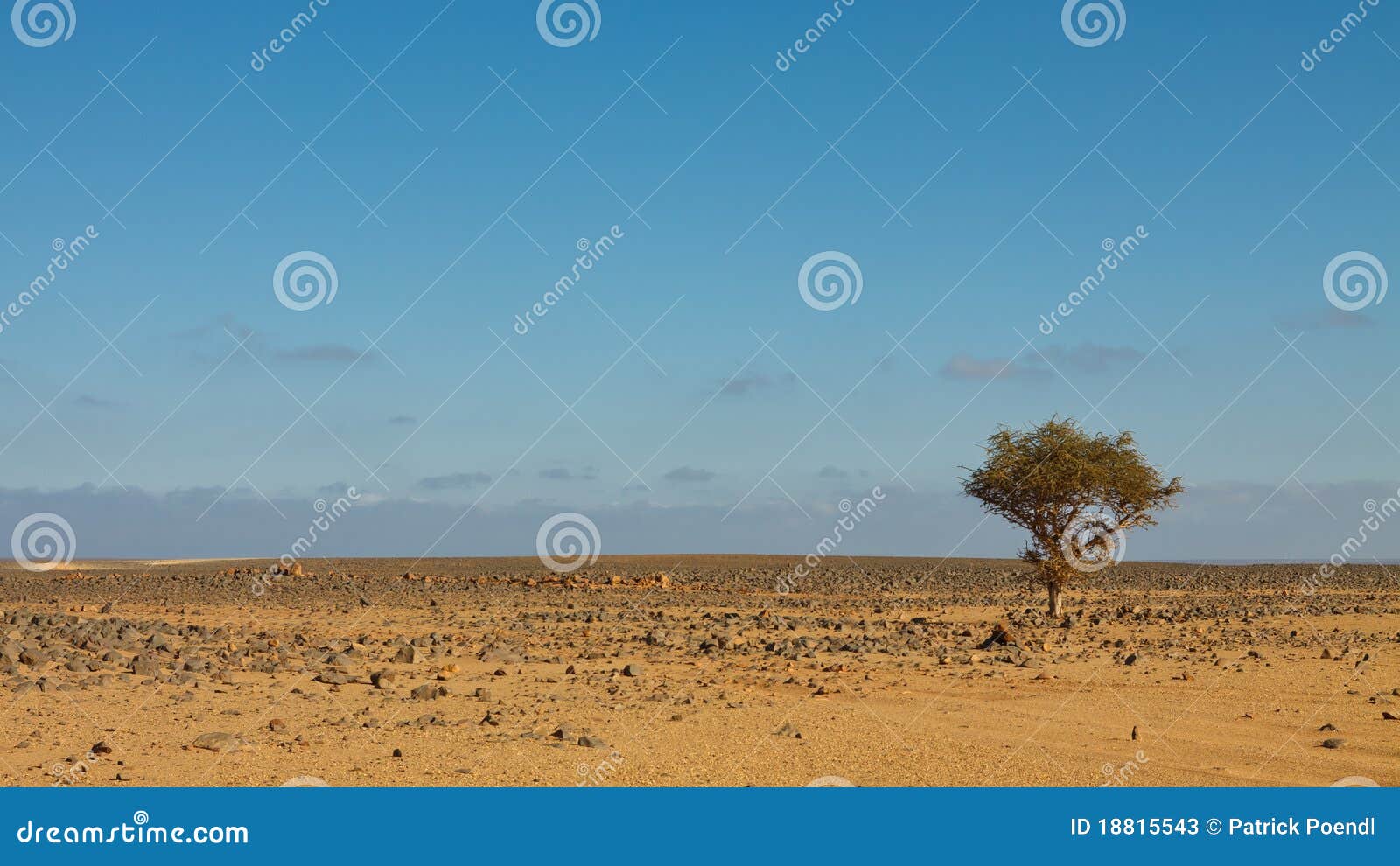 Lone Tree in Stone Desert, Sahara, Libya Stock Image - Image of ...
