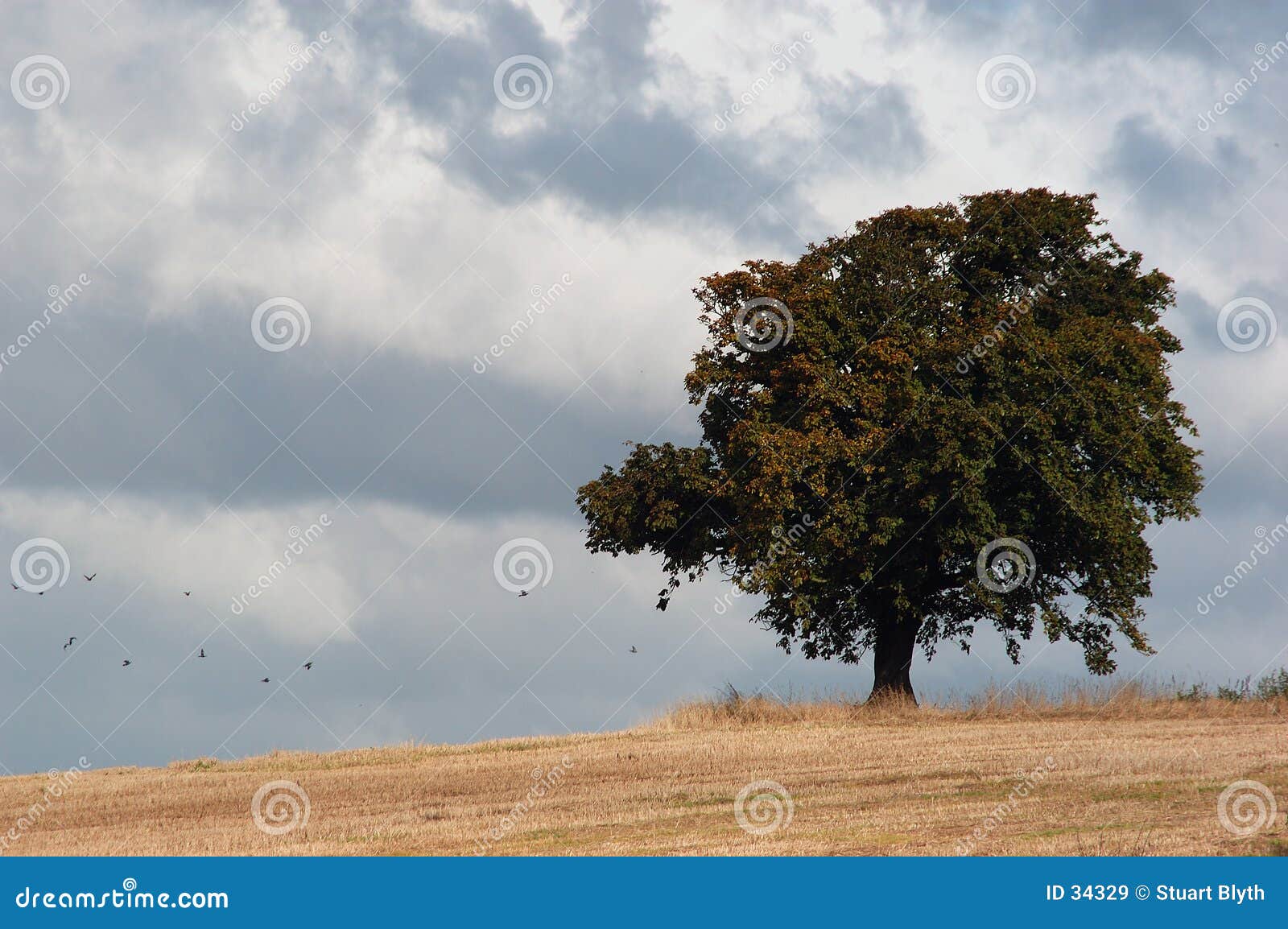 Lone tree in storm stock image. Image of lone, single, simple - 34329