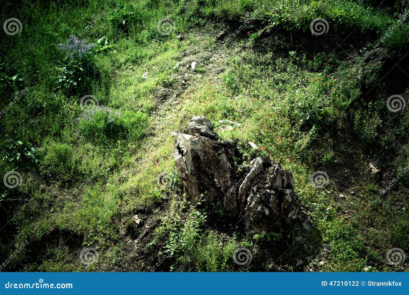 Lone Tree Stump in the Meadow with Flowers Stock Photo - Image of ...