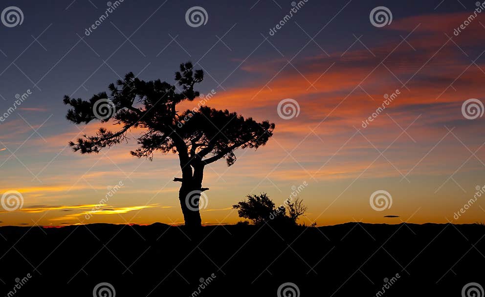 Lone Tree Sunrise stock photo. Image of nature, outside - 27242702