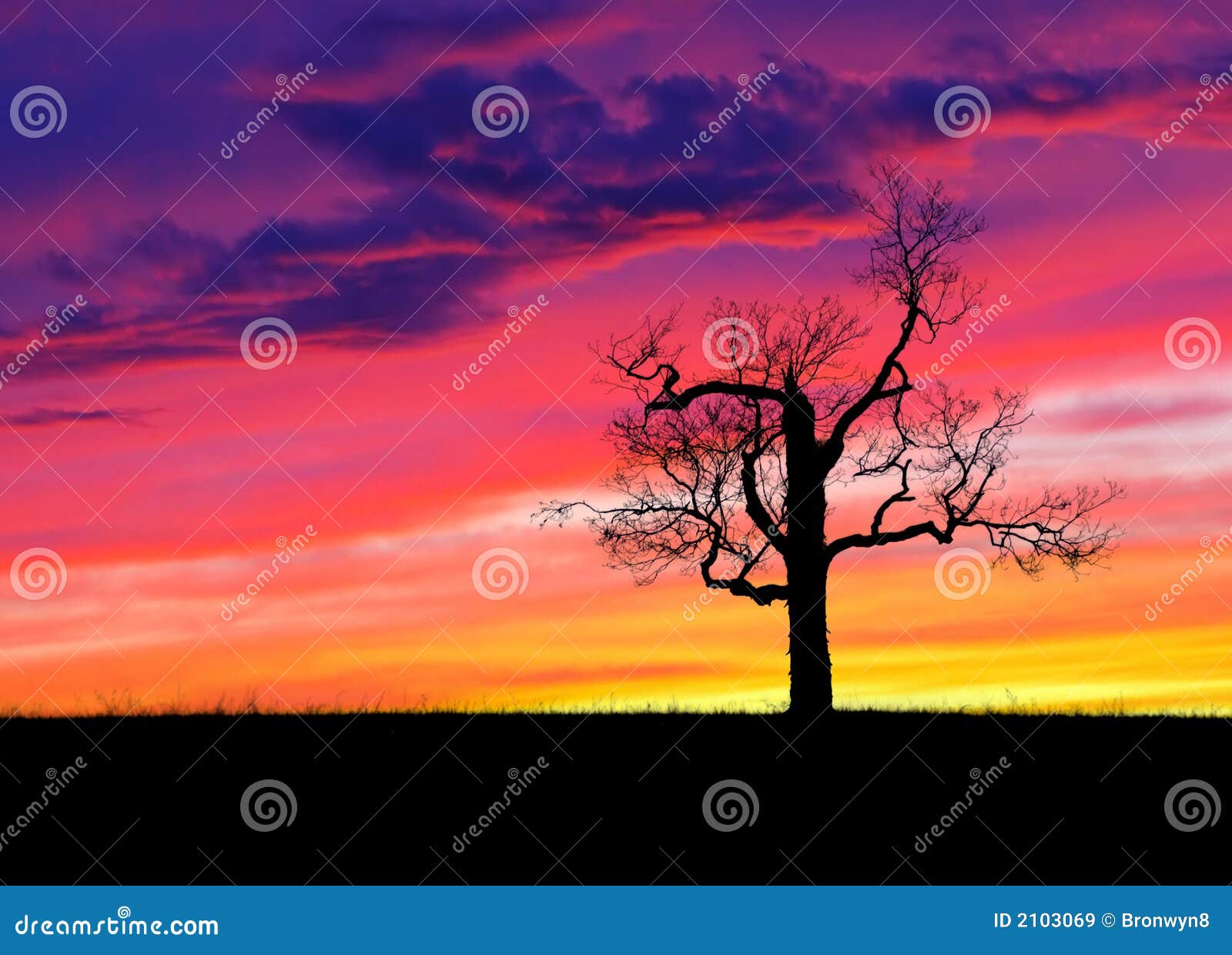 Lone Tree at Sunset stock image. Image of alone, sunset - 2103069