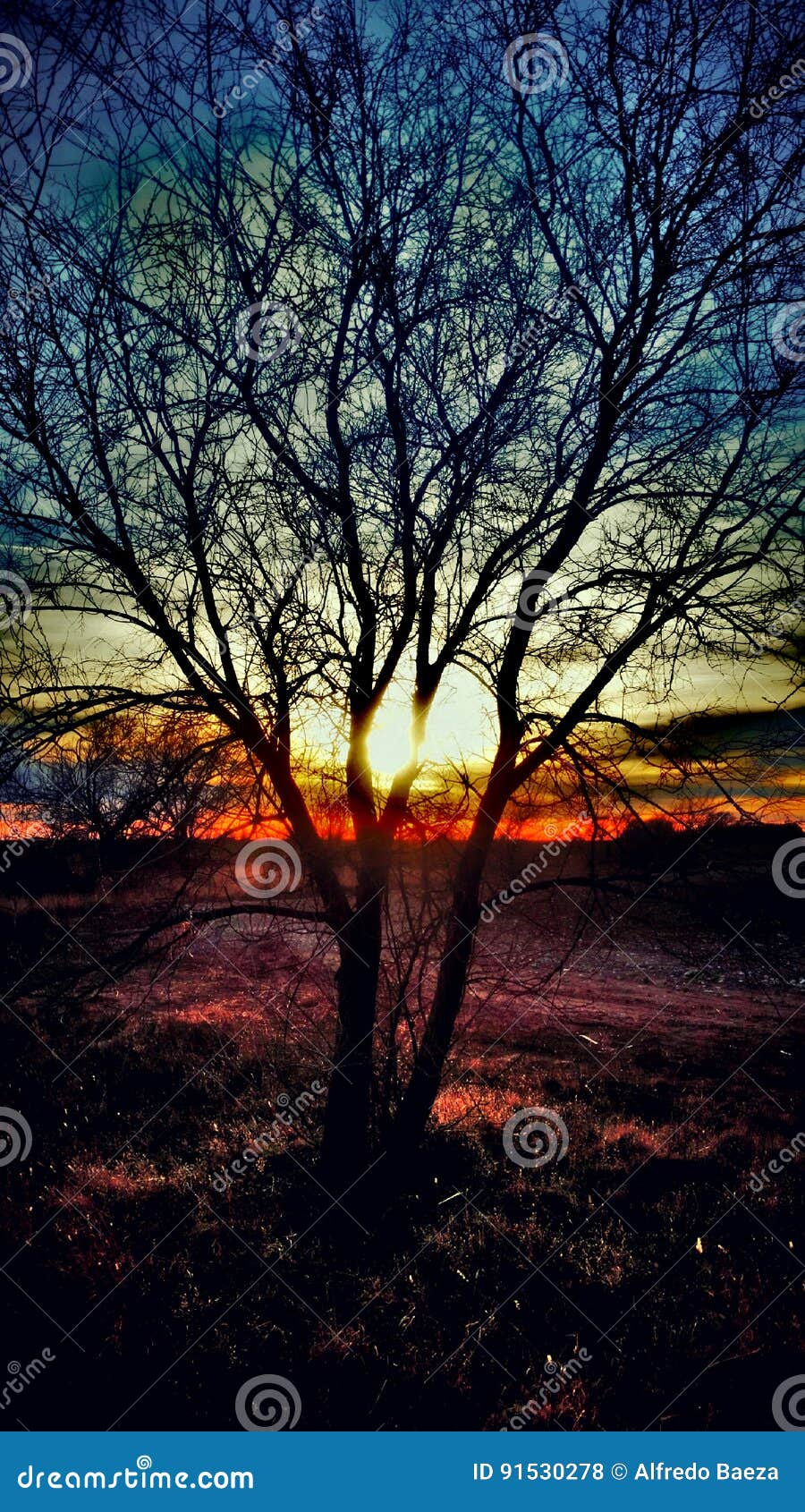 Lone tree stock photo. Image of lone, sunset, beautiful - 91530278