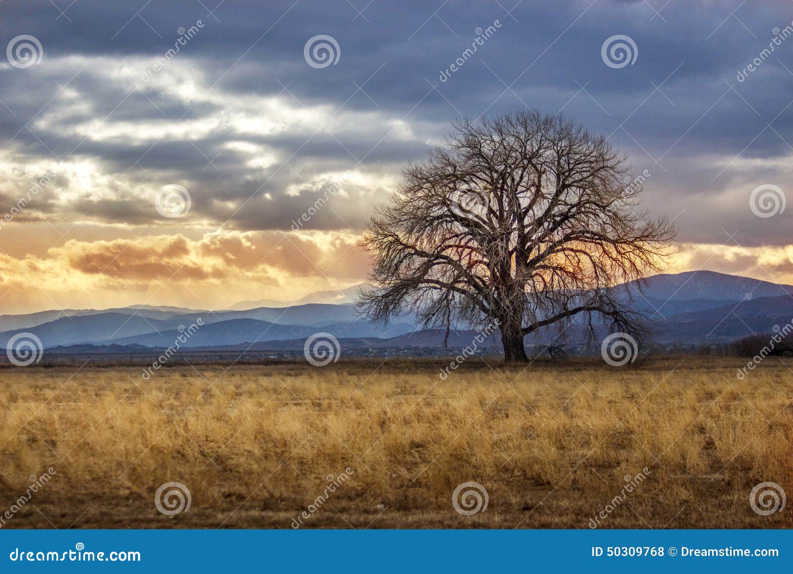 Lone Tree Sunset stock photo. Image of colorful, beautiful - 50309768