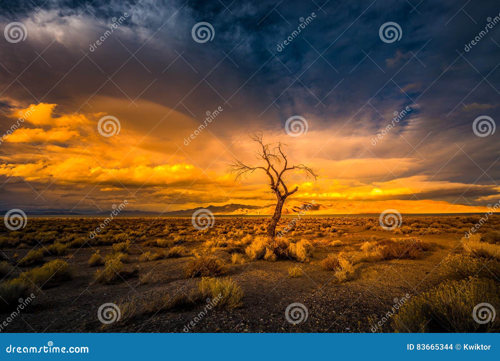 Tree Sunset, Colorful Sky With Sunset And Big Tree , Abstract ...