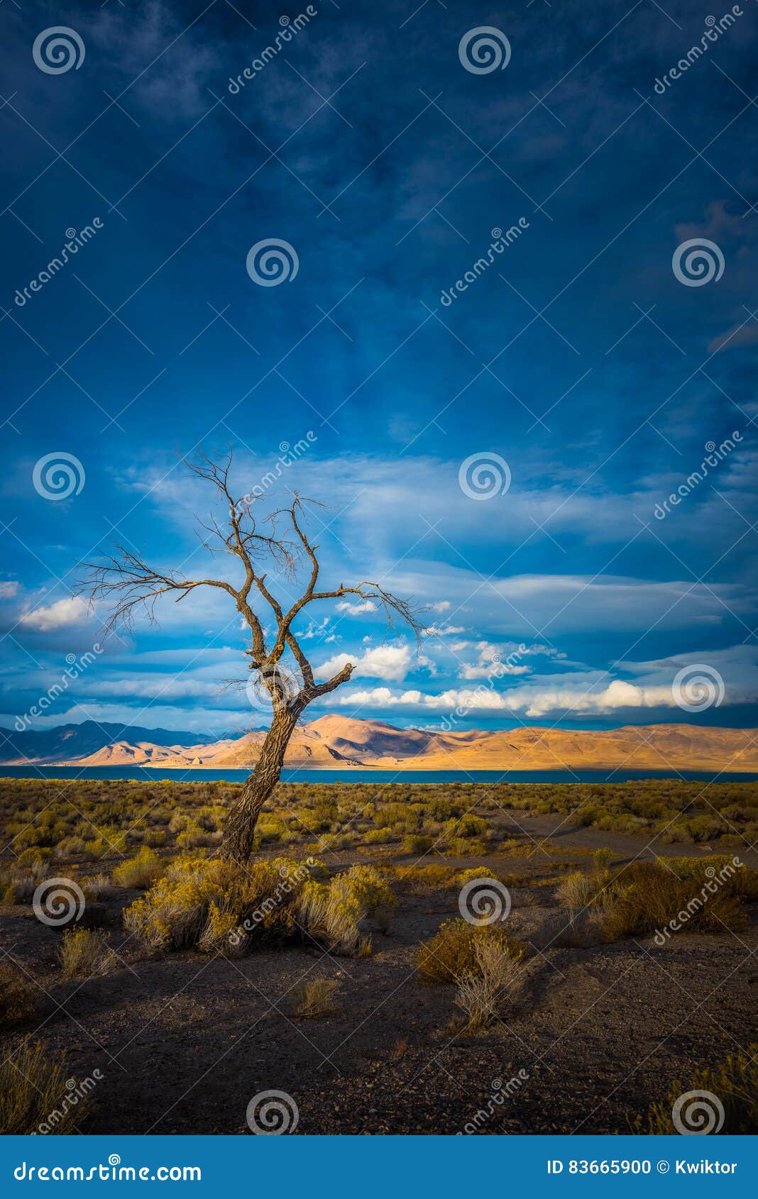 Lone Tree at Sunset Pyramid Lake Stock Photo - Image of rock, beautiful ...