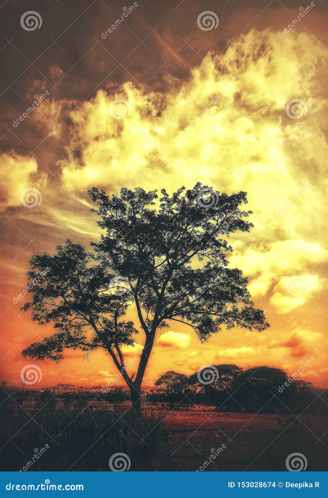 A Lone Tree with a Sunset Sky Background Stock Photo - Image of ...