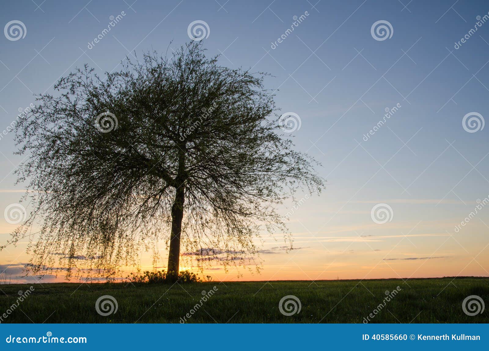 Lone tree at sunset stock photo. Image of lone, flowers - 40585660