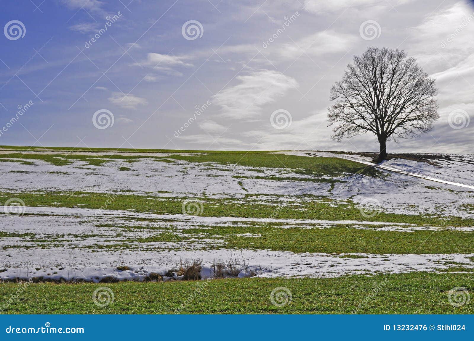 Lone tree in thaw period stock photo. Image of land, leafy - 13232476