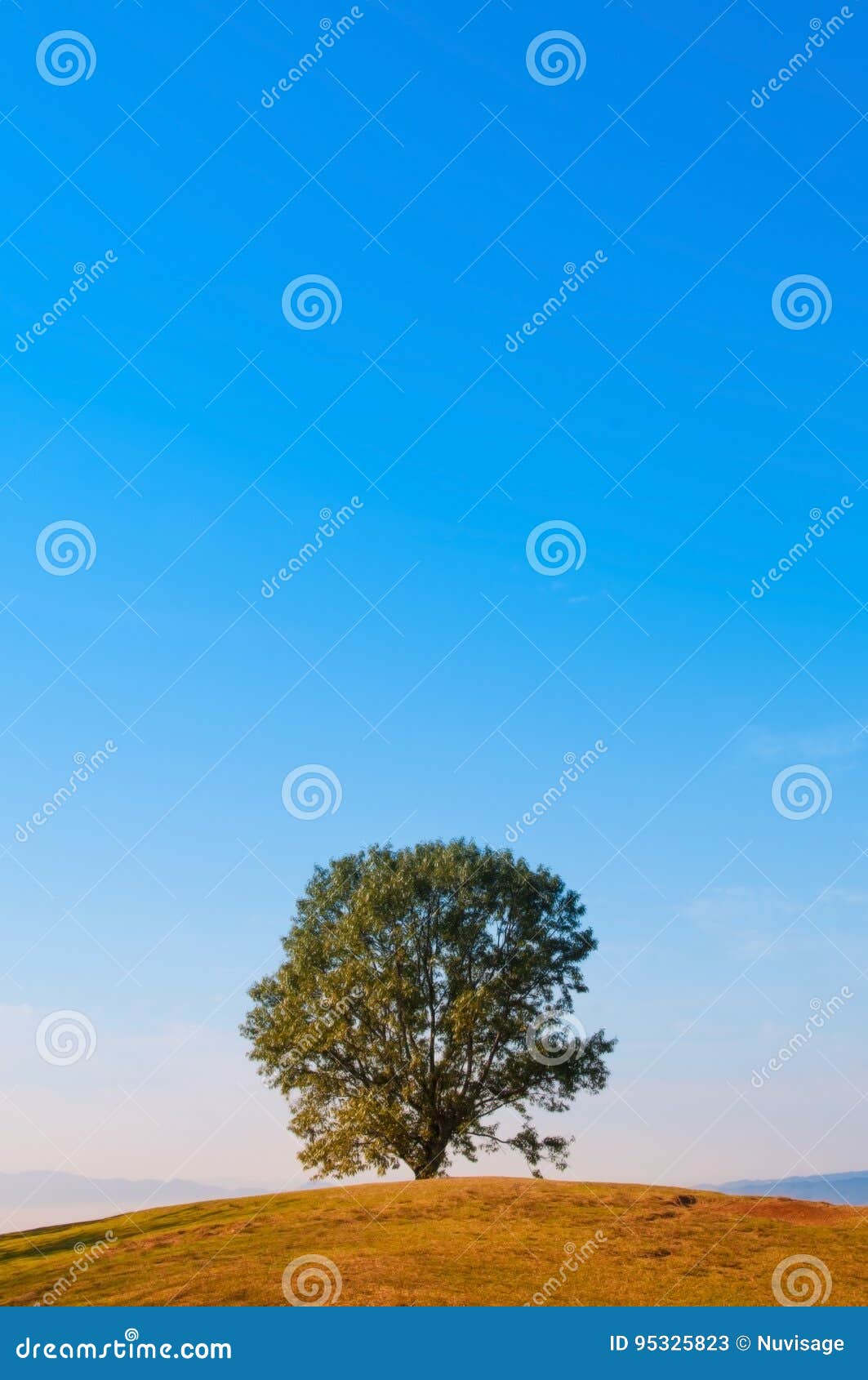 Lone tree on top of hill stock image. Image of lone, peaceful - 95325823