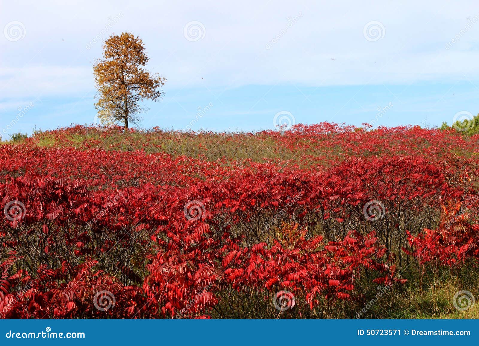 Hill Side of Red Sumac stock image. Image of flowering - 50723571