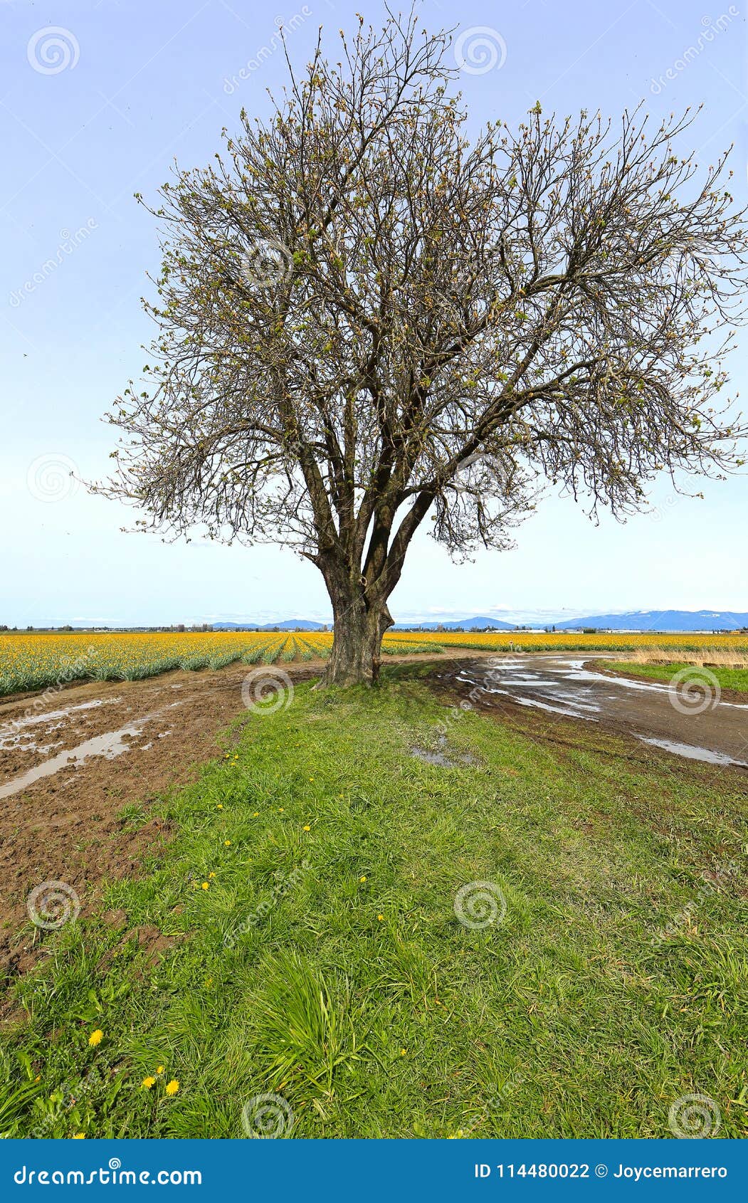 Lone Tree in Valley stock photo. Image of branches, rows - 114480022