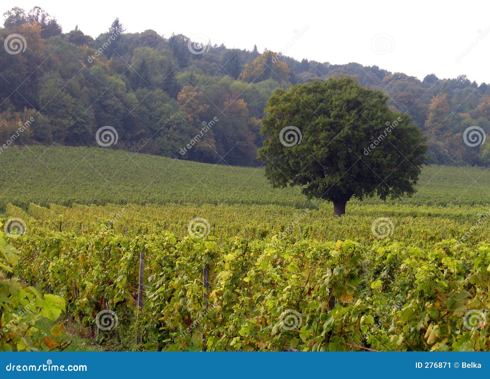 Lone tree in a vineyard stock image. Image of plant, nature - 276871