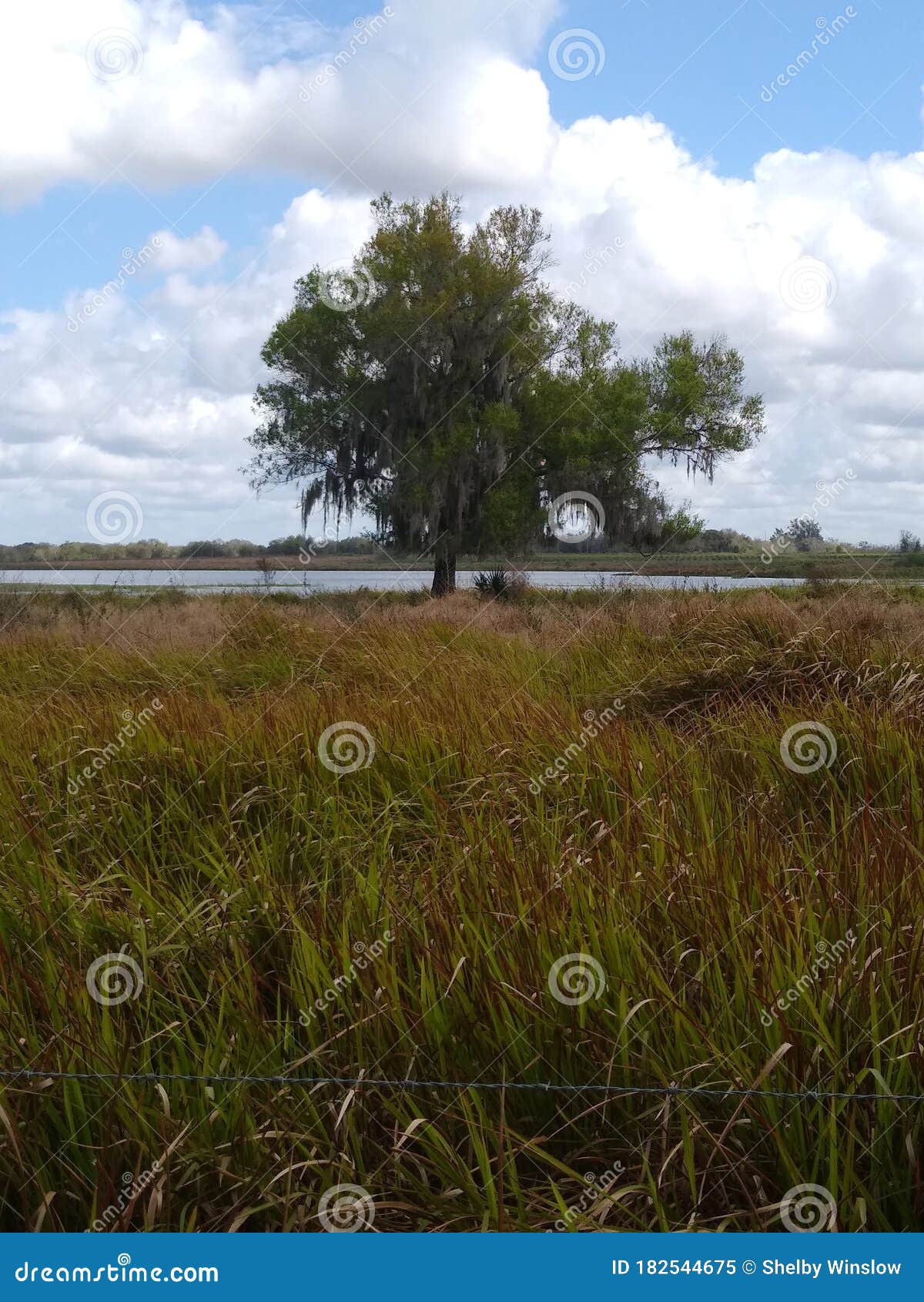 Lone Tree W/ a Tall Grass Field Stock Image - Image of tree, lone ...