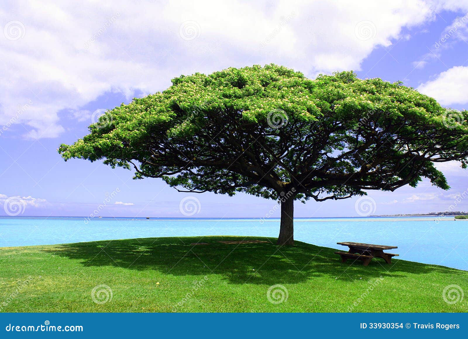 The Lone Tree stock photo. Image of tree, horizon, hawaii - 33930354