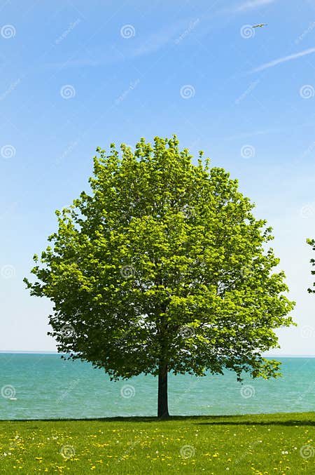 Lone Tree and Water stock image. Image of ocean, water - 9354665