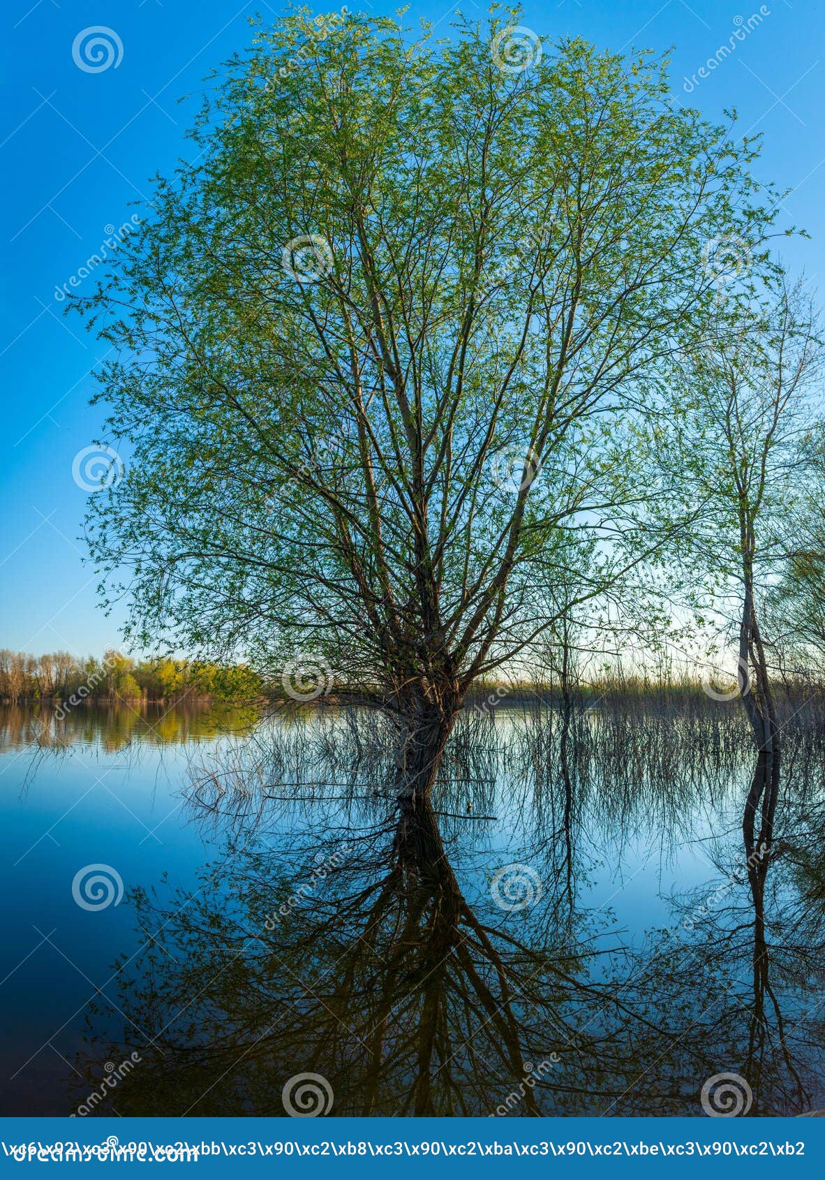 A Lone Tree in the Water on the Samara River Near the City of Samara ...