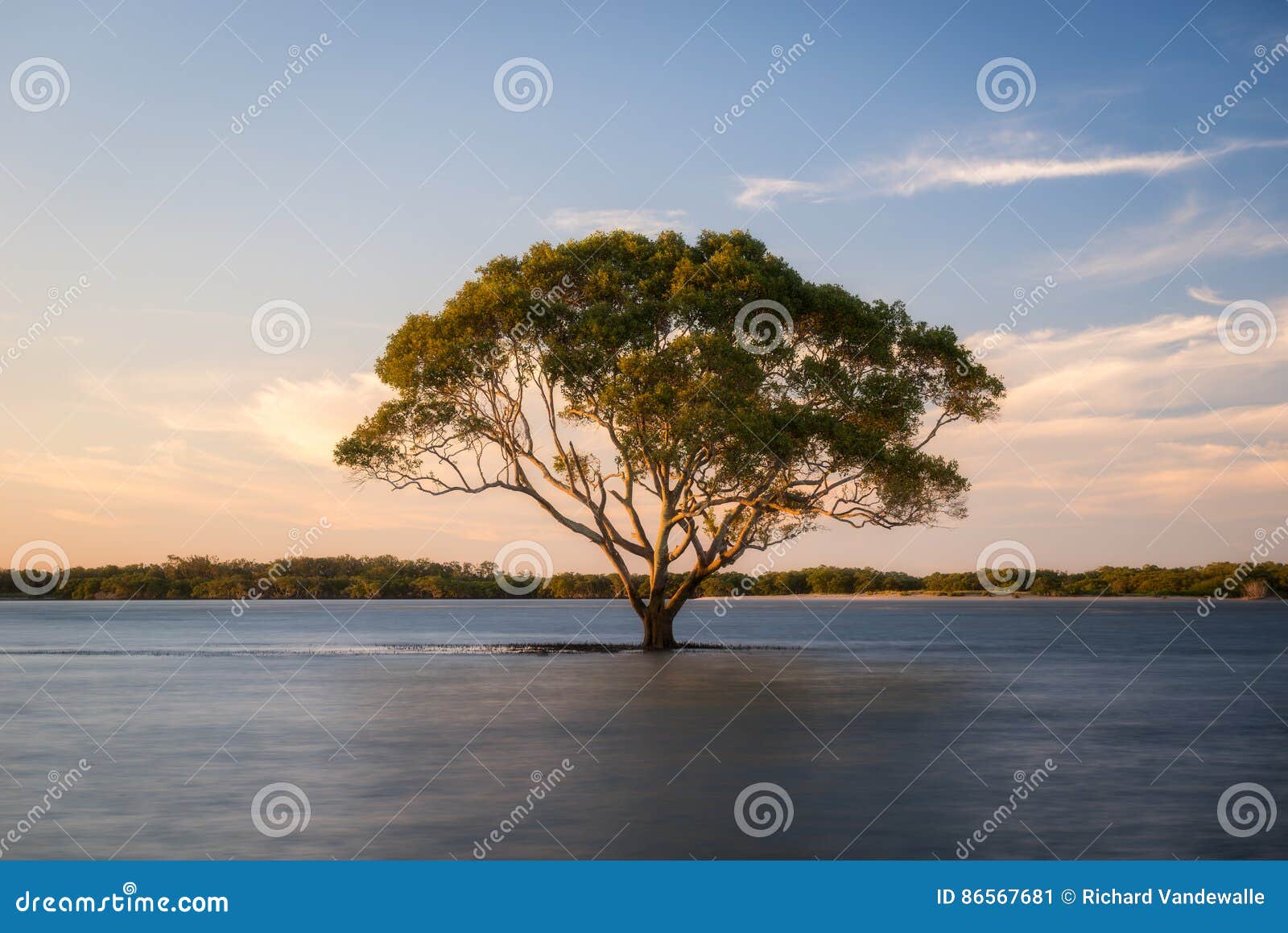 Lone Tree stock image. Image of single, tree, water, lone - 86567681