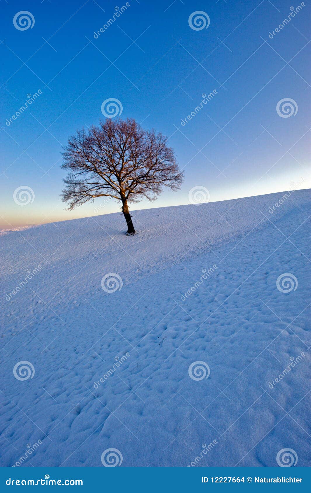 Lone tree in winter stock photo. Image of fauna, outdoors - 12227664