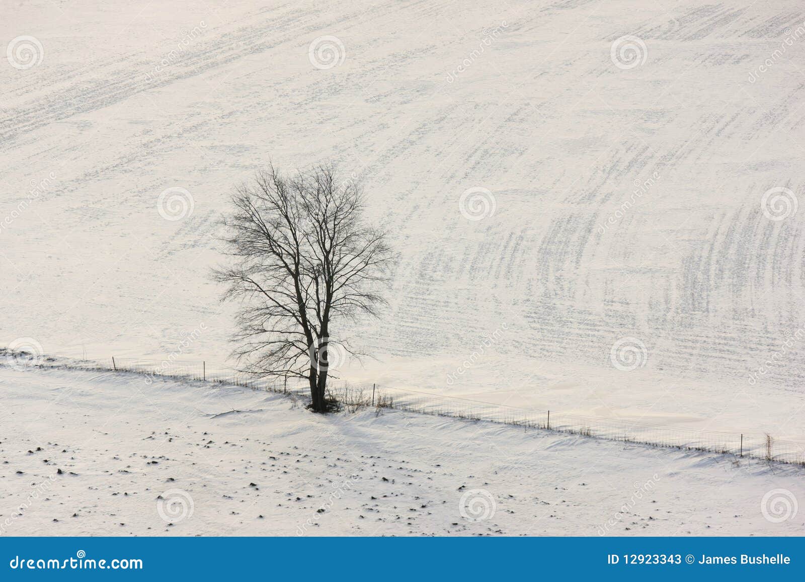 Lone tree in winter stock image. Image of fence, crop - 12923343