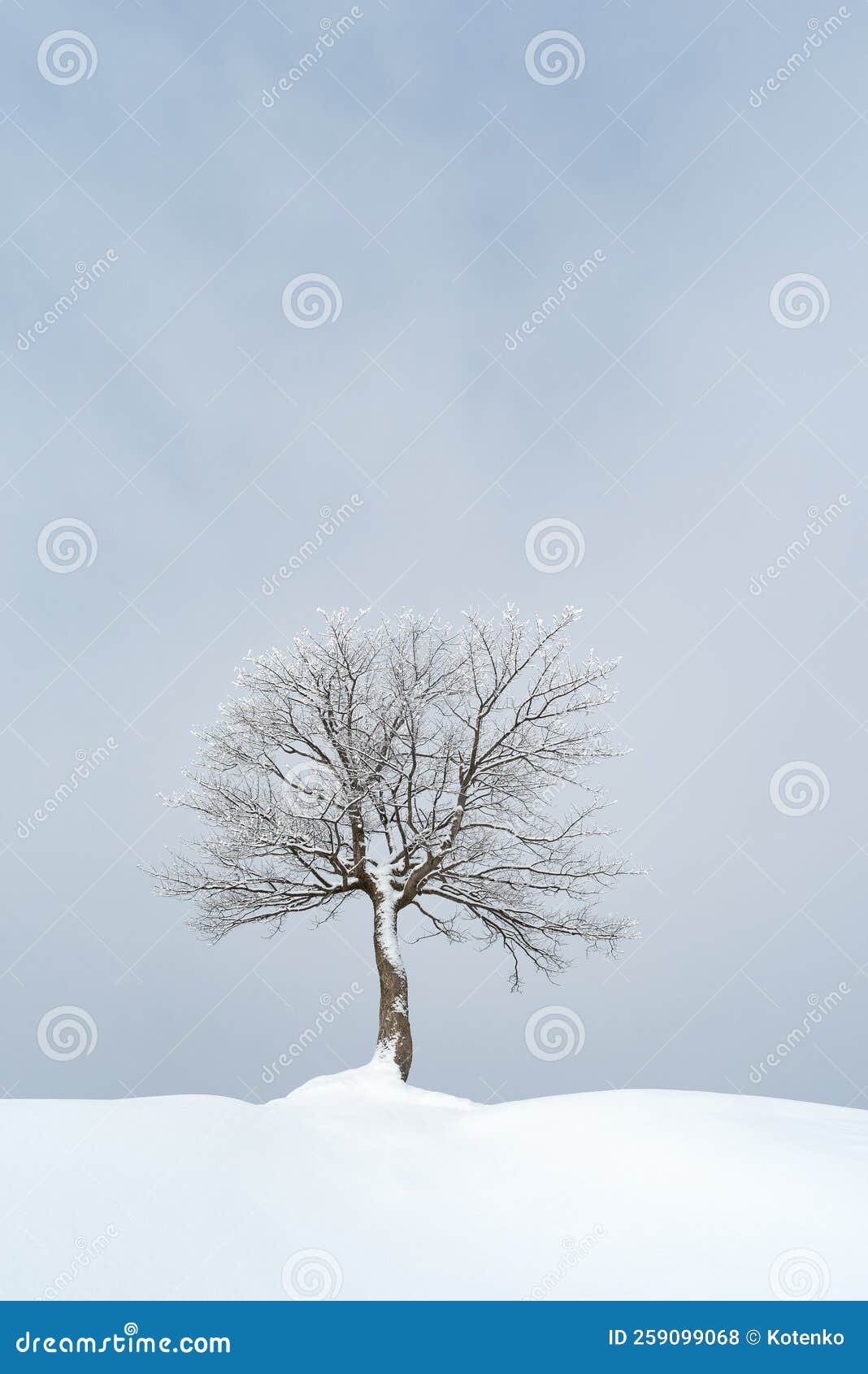 Lone tree in winter stock photo. Image of scenery, tree - 259099068