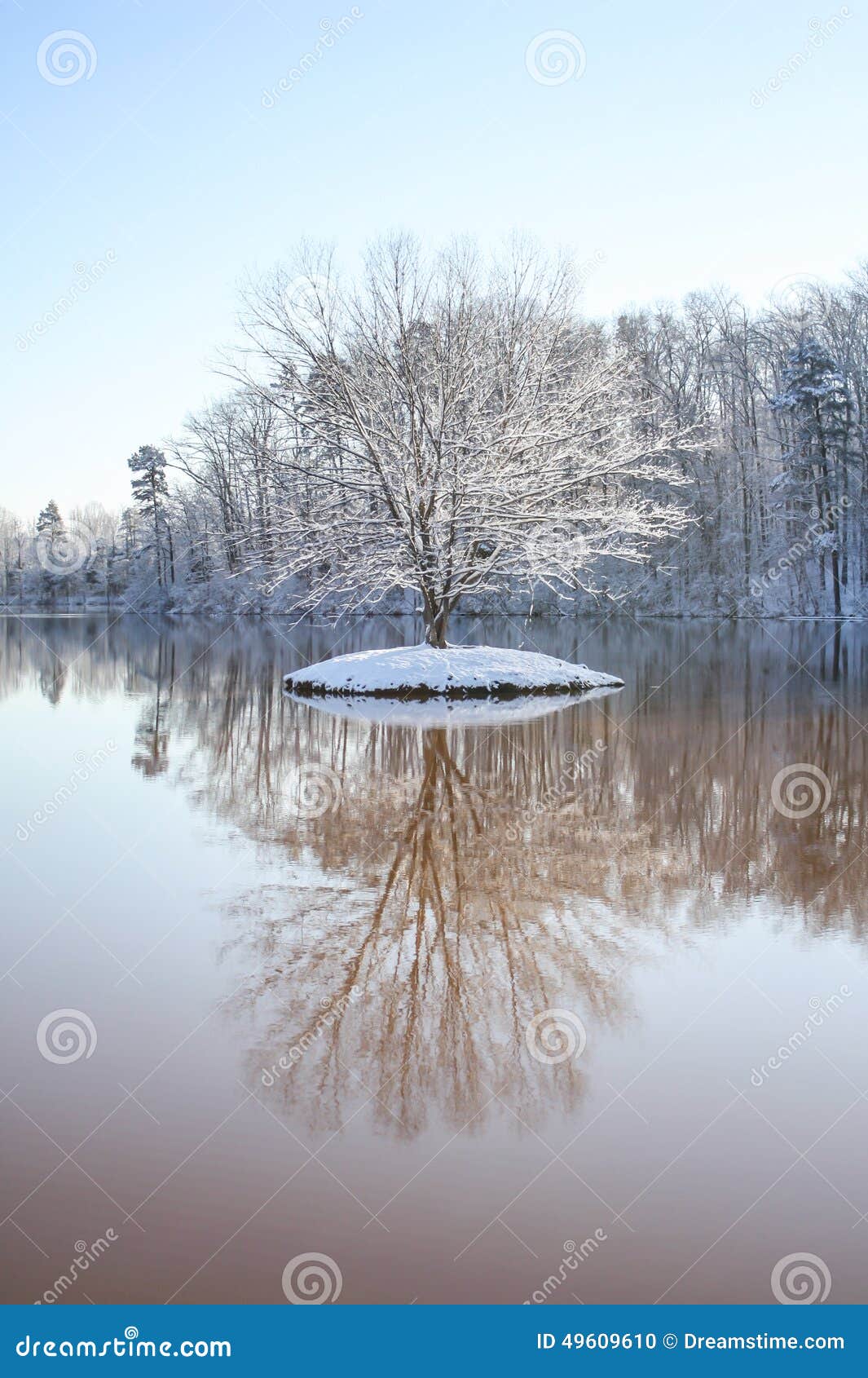 Lone Tree in Winter stock photo. Image of pond, path - 49609610