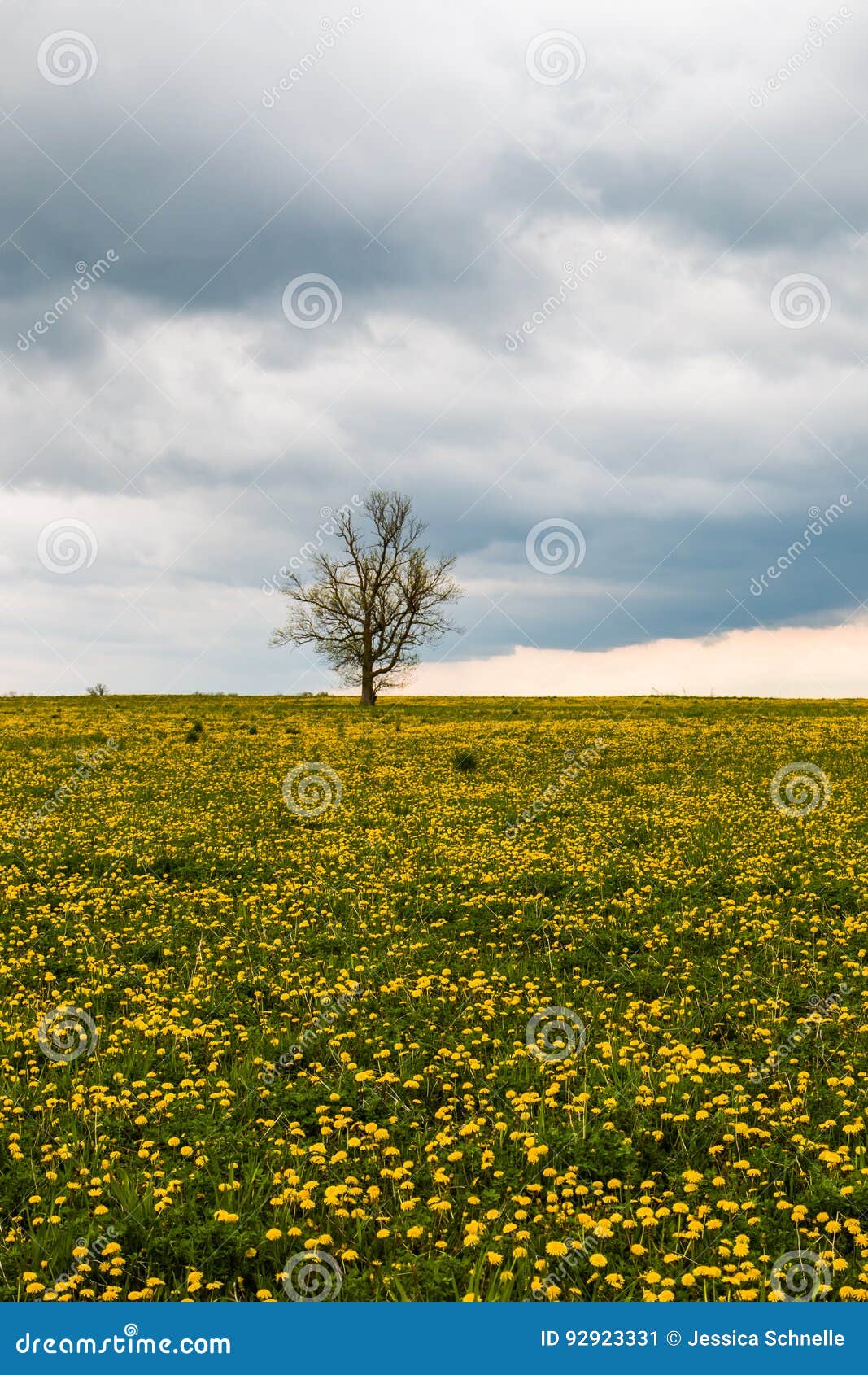 Lone Tree on Yellow Prairie 1 Stock Image - Image of spring, yellow ...