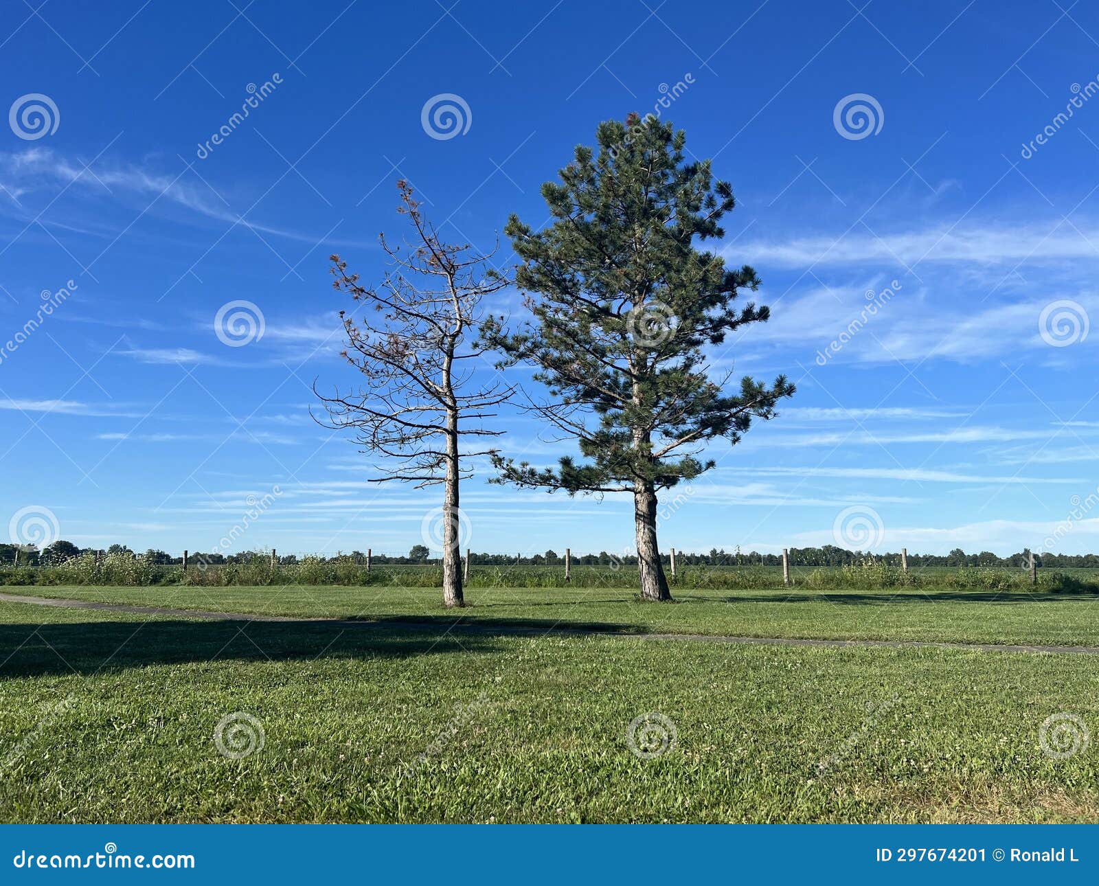 Lone Trees in Ohio Highway Route 30 Rest Area Stock Image - Image of ...