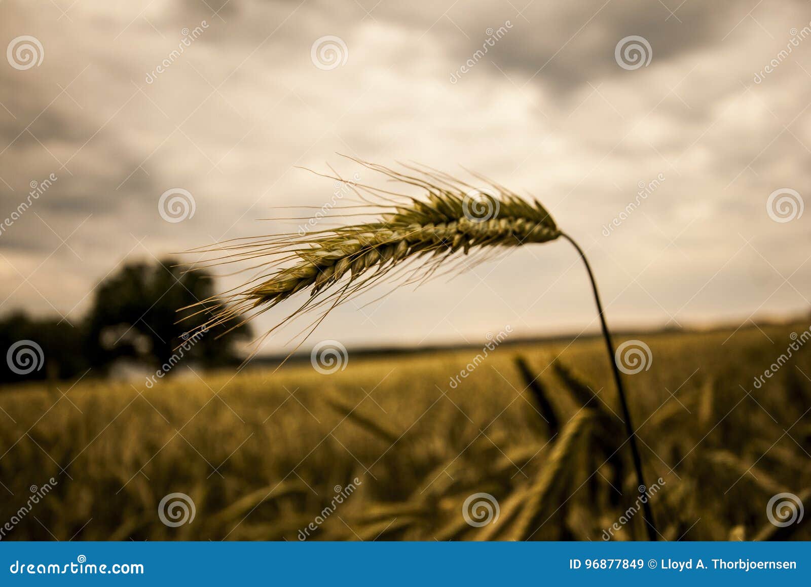 Lone wheat strand stock image. Image of close, yellow - 96877849
