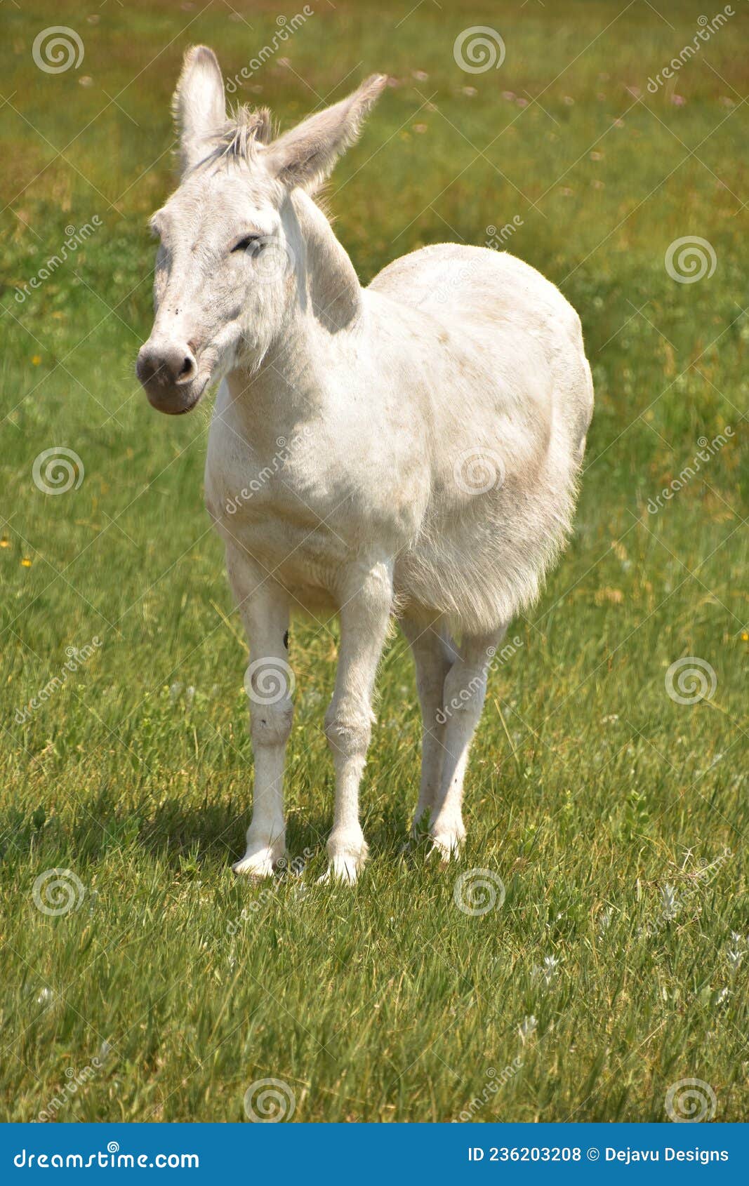 Lone White Burro Standing in a Grass Field Stock Photo - Image of ...