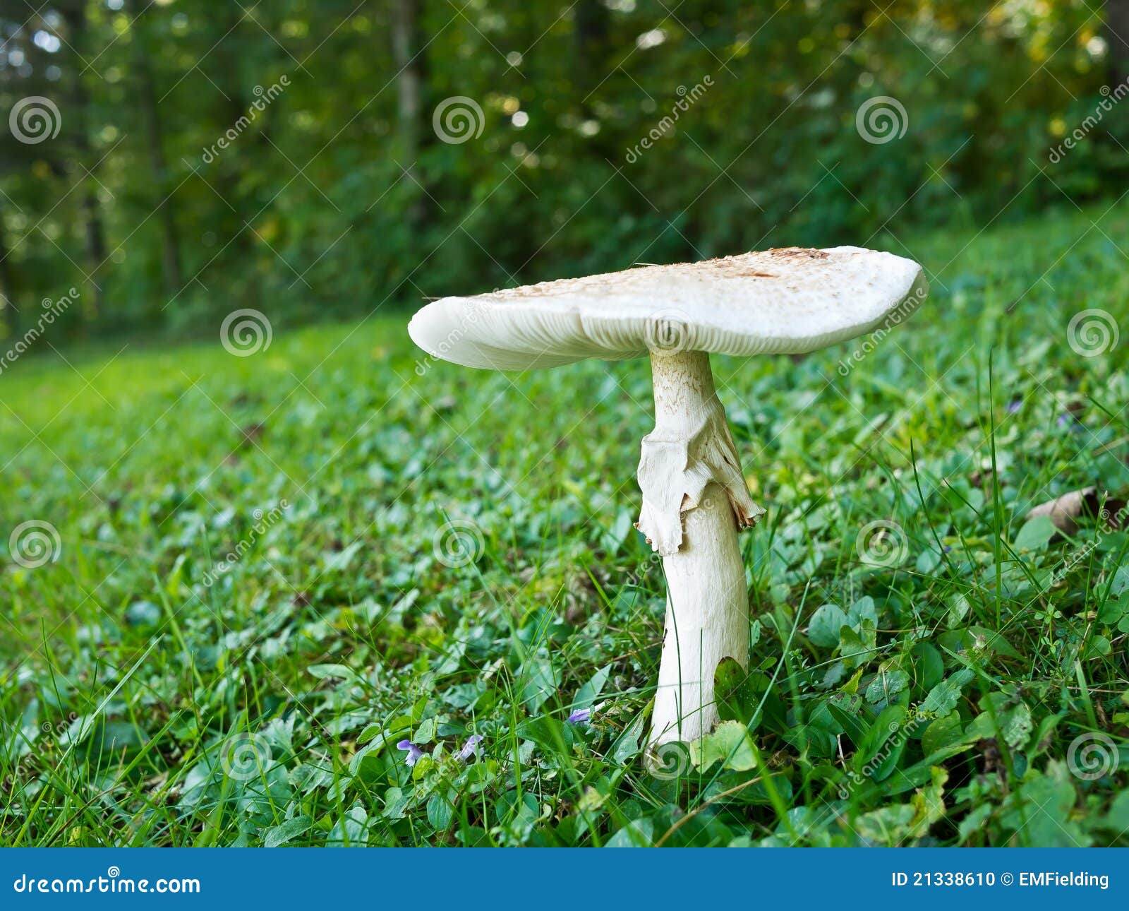 Toadstool Fungi