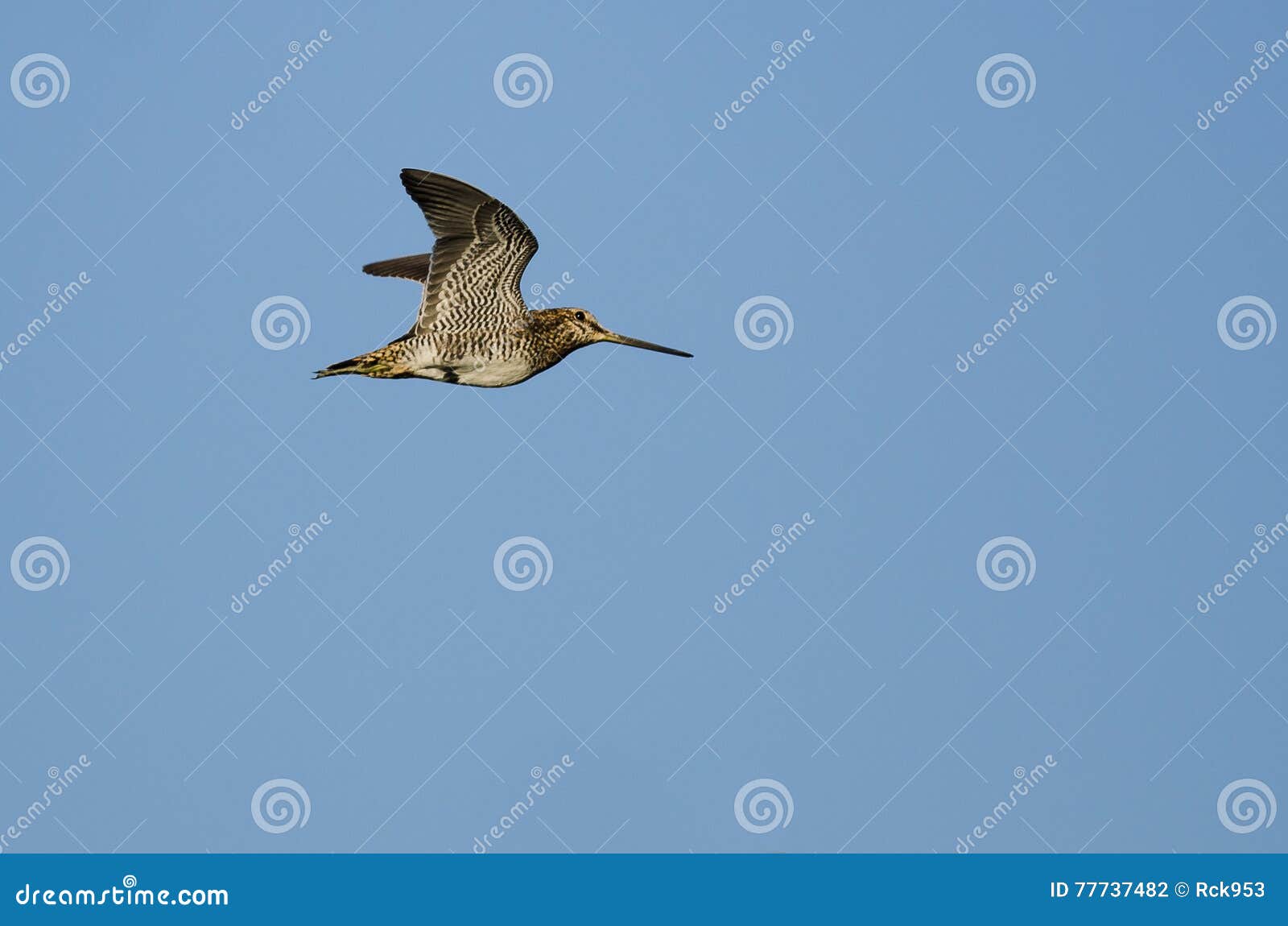 Lone Wilson S Snipe Flying in a Blue Sky Stock Photo - Image of bird ...