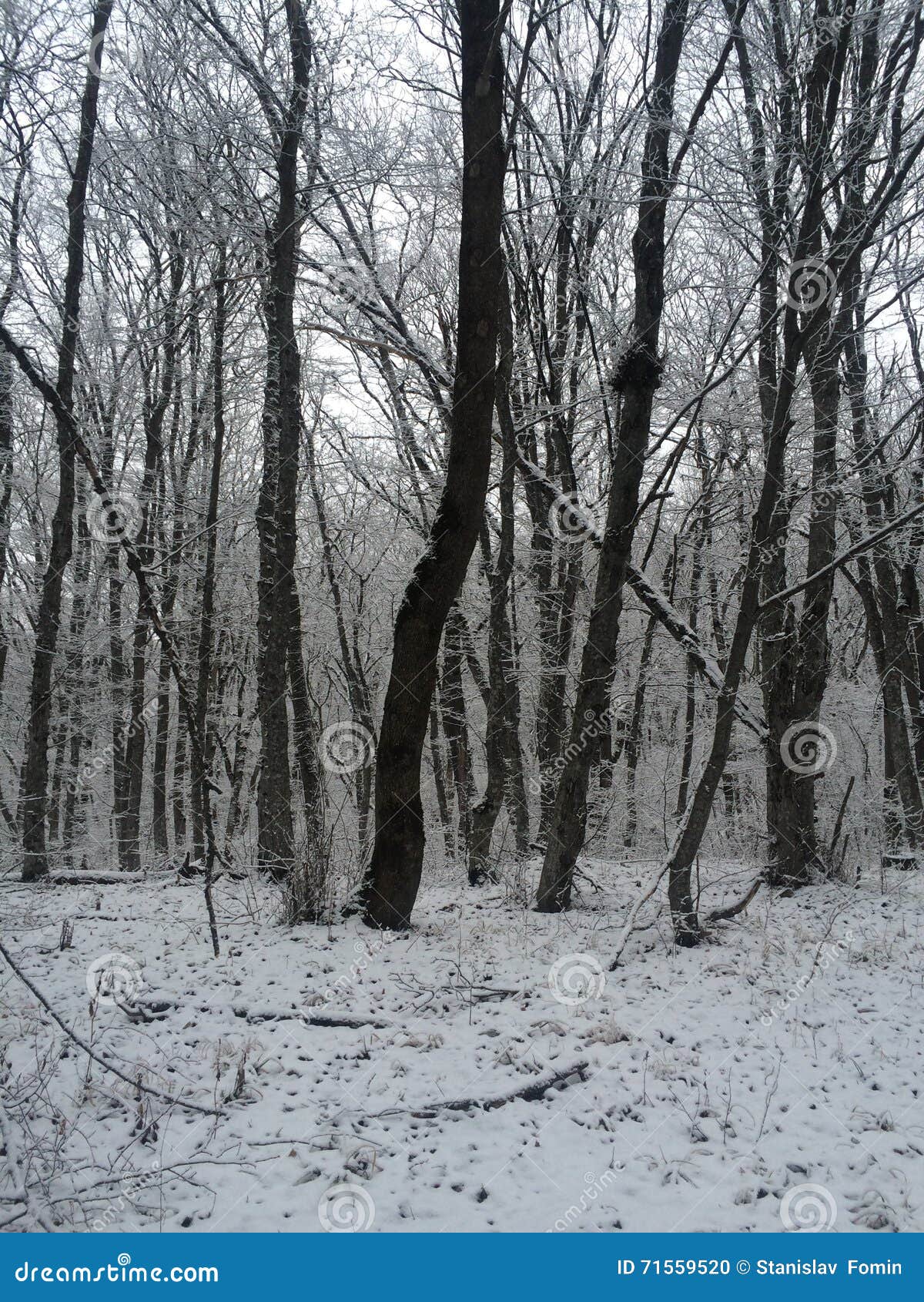 Lone winter snowy forest stock photo. Image of beautiful - 71559520