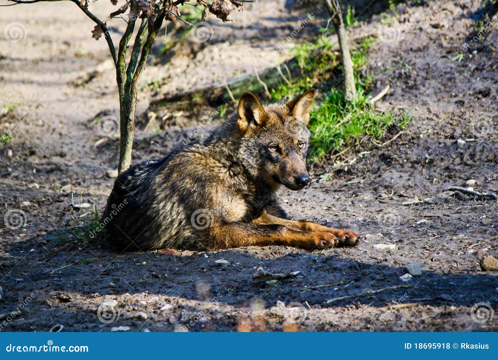 Lone wolf stock photo. Image of predator, brown, animal - 18695918