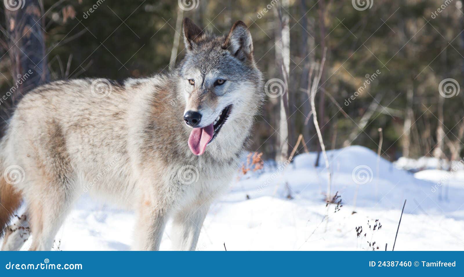 Lone Wolf stock photo. Image of nature, observe, breed - 24387460