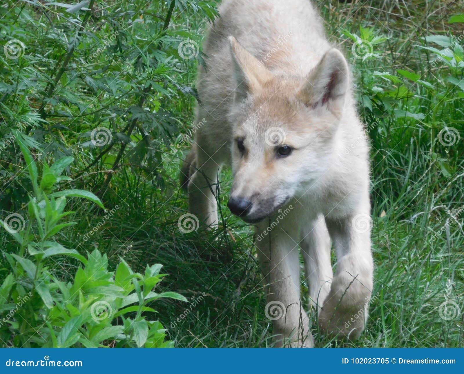 Wolf cub in clearing stock image. Image of meeting, wild - 102023705