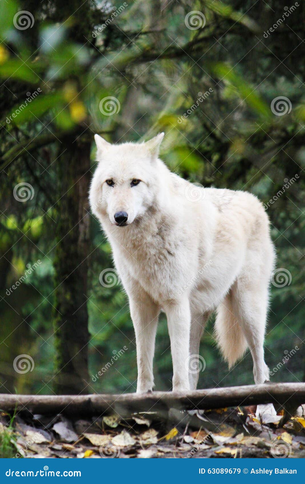 Lone Wolf stock image. Image of wildlife, emerges, lone - 63089679