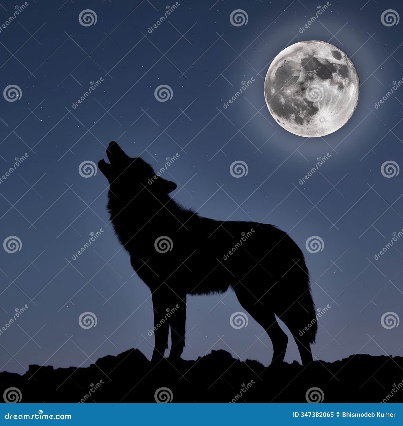 Lone wolf howling stock illustration. Illustration of untamed - 347382065