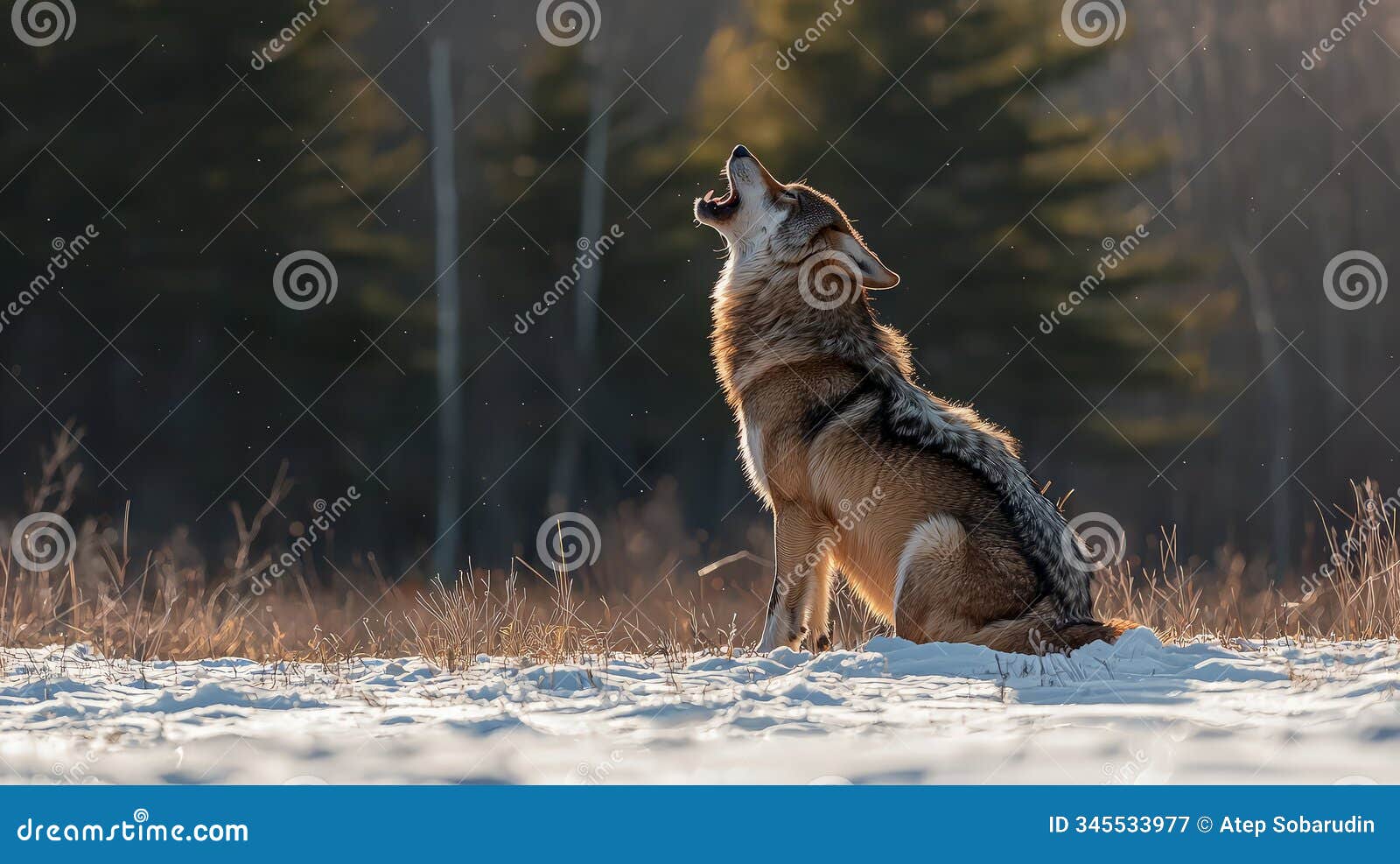 Lone Wolf Howling in Snowy Winter Landscape Stock Image - Image of ...