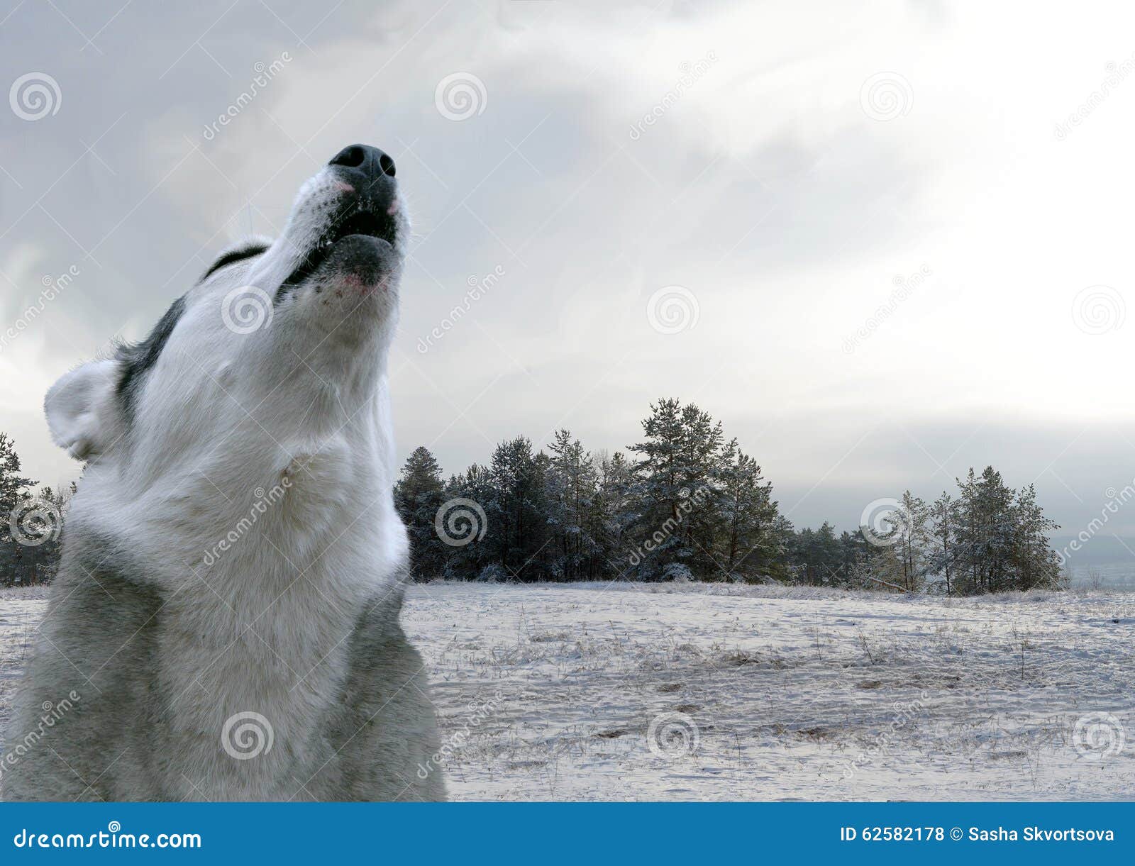 Lone wolf howls stock photo. Image of mystery, collage - 62582178